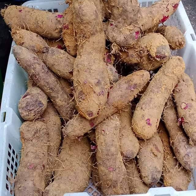 Jual Thai su / ubi ungu kalimantan/taisu | Shopee Indonesia