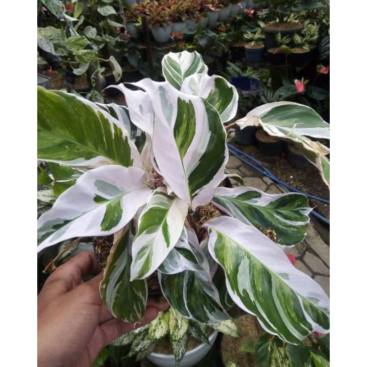 Jual tanaman hias calathea/kalatea/chalatea white fusion tissue tanaman ...