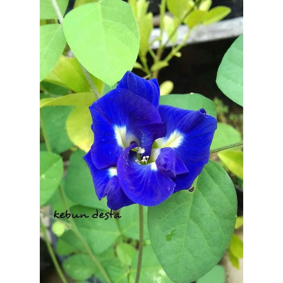 Jual Benih bunga telang biru tumpuk isi 200 biji | Shopee Indonesia