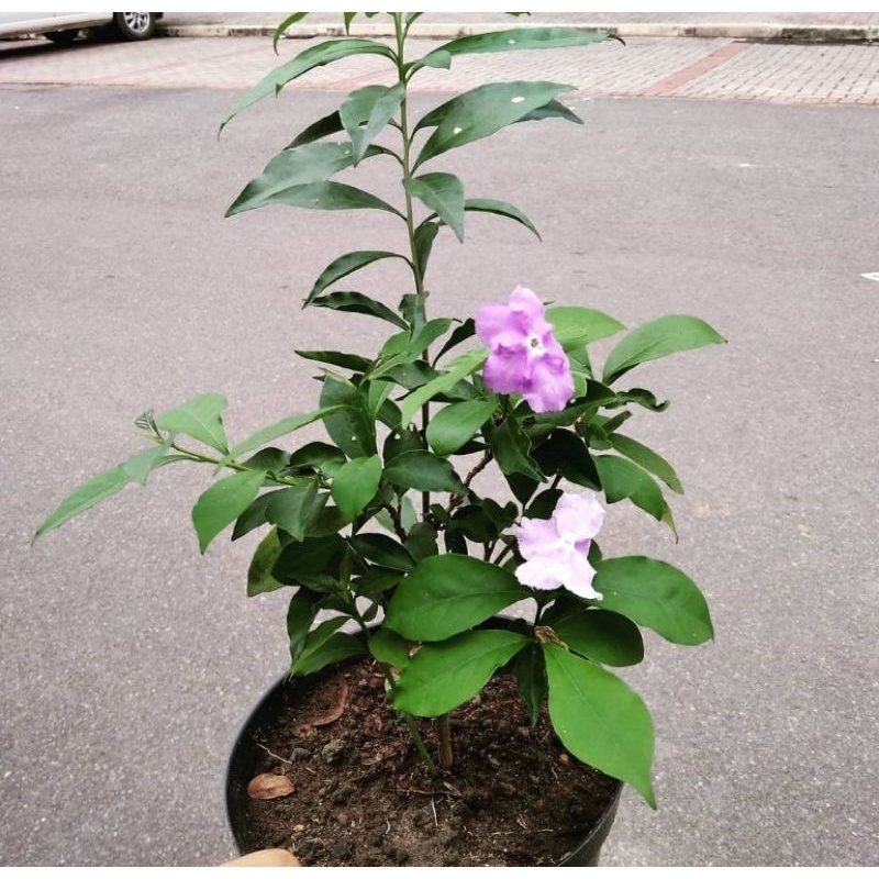 Jual Bunga melati costa / matamori bunga biru putih Brunfelsia uniflora ...