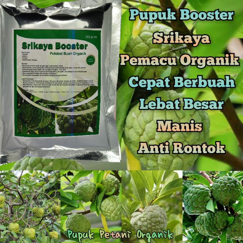 Jual Pupuk Pelabat Srikaya Organik Booster dan Perangsang Buah Terbaik Ampuh Agar Cepat Berbuah ...