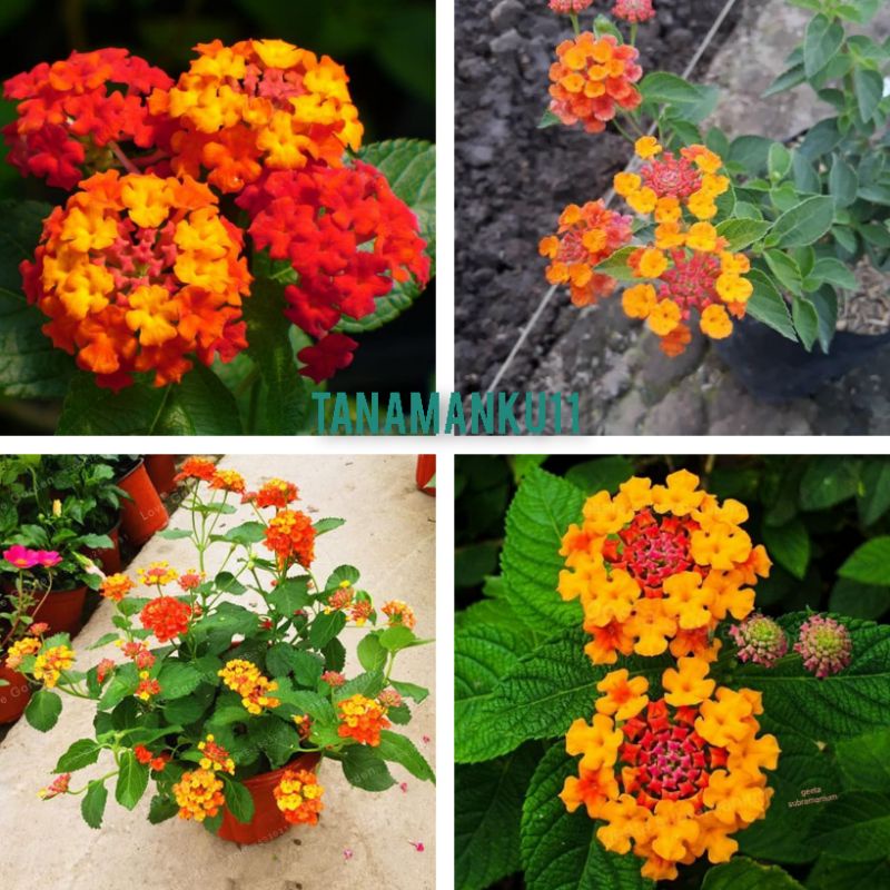 Jual tanaman lantana bunga orange sudah berbunga | Shopee Indonesia