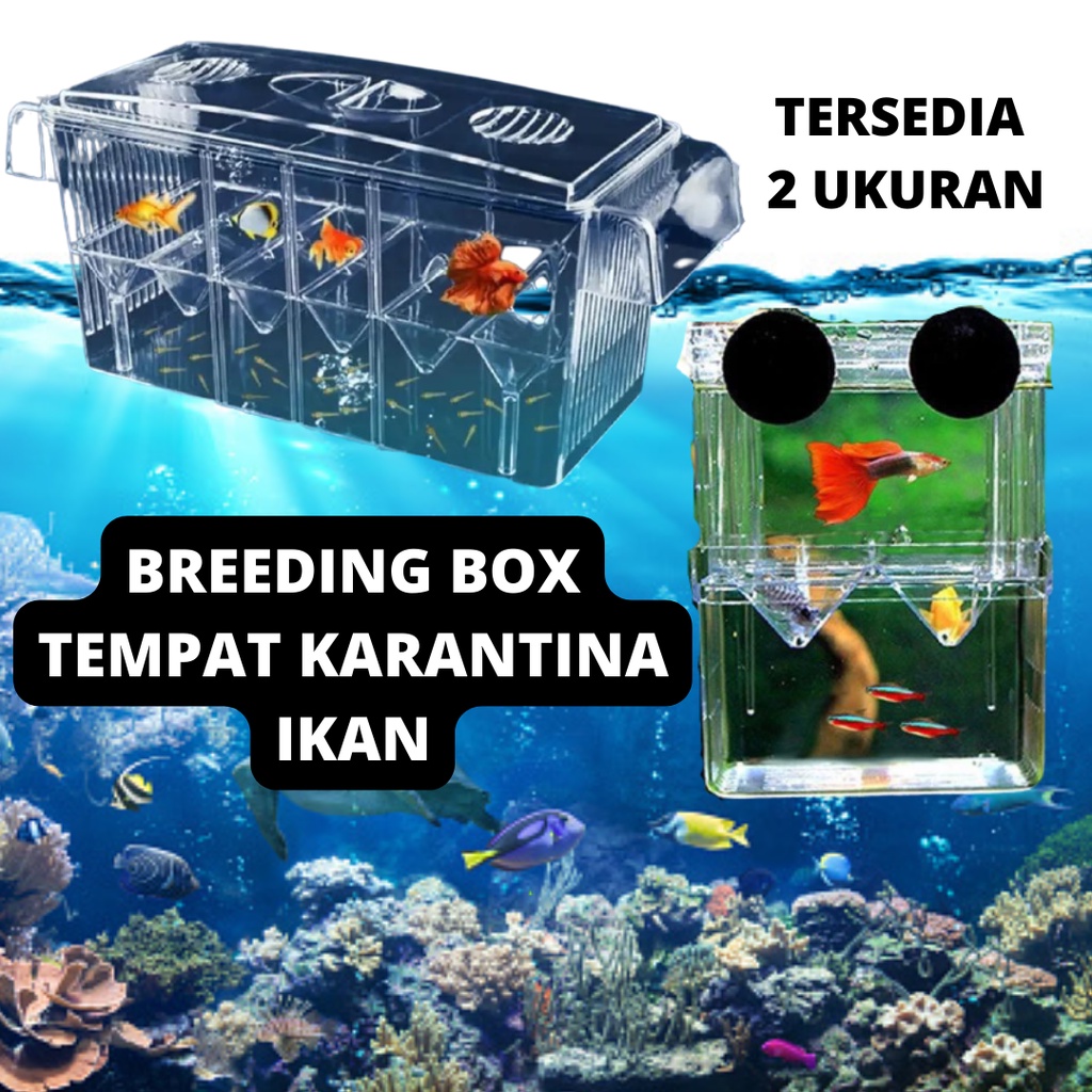 Jual Breeding Box Isolation Incubation Box Kotak Karantina Ikan Guppy ...