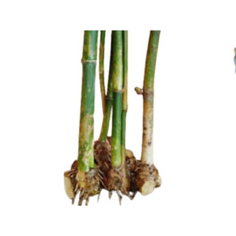Jual Bibit stek bambu Ampel hijau/green bambu stek ranting | Shopee ...