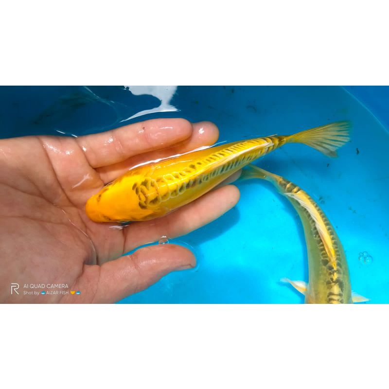 Jual ikan koi kiko ukuran 15-17cm | Shopee Indonesia