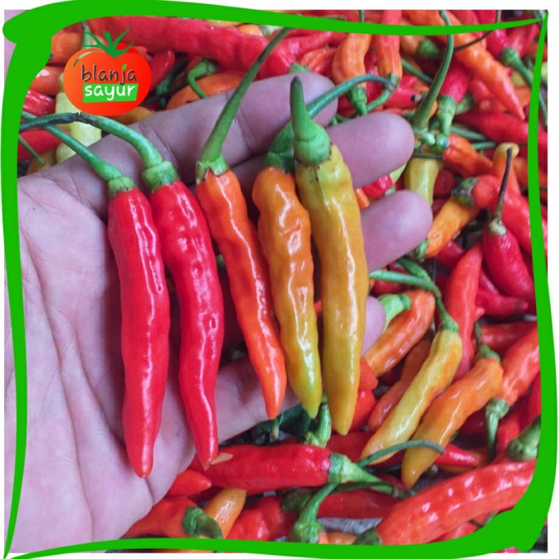 Jual Cabe Rawit Caplak | rawit setan | Shopee Indonesia