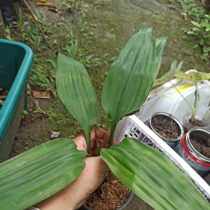 Jual Tanaman tombak raja | Shopee Indonesia