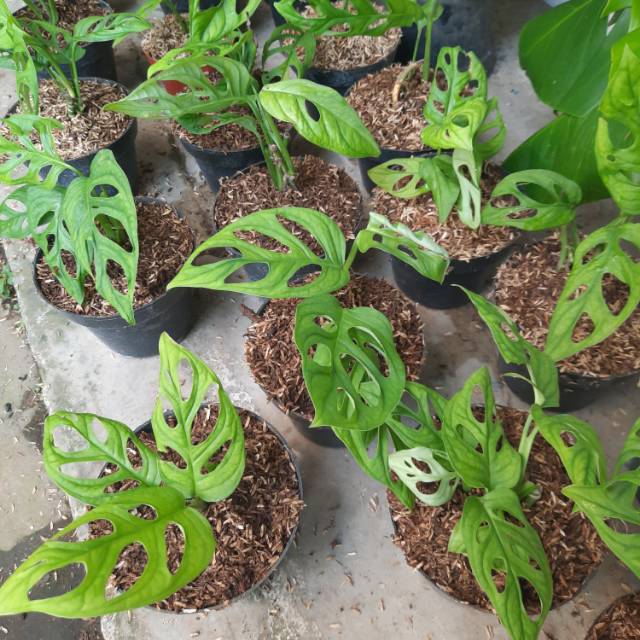 Jual Monstera Adansonii / Janda Bolong | Shopee Indonesia