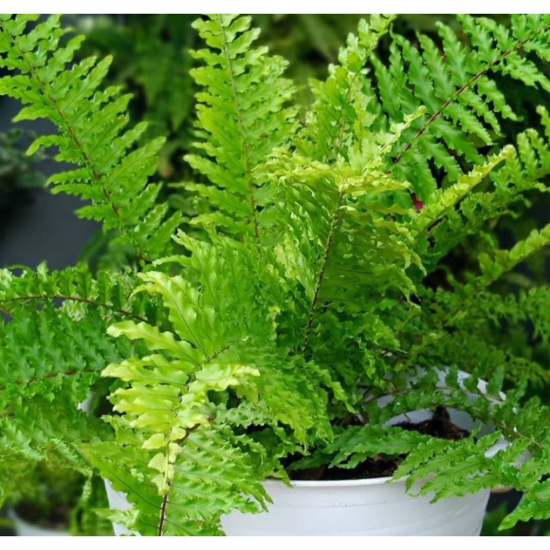 Jual PAKIS BOSTON | Shopee Indonesia