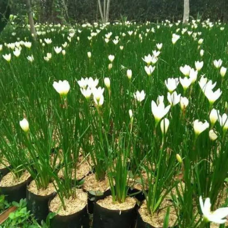 Jual Tanaman Hias kucai lilitulip bunga putih - paket 10PLB | Shopee ...