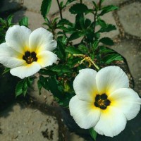 Jual bunga yolanda # pakan lebah#klanceng | Shopee Indonesia