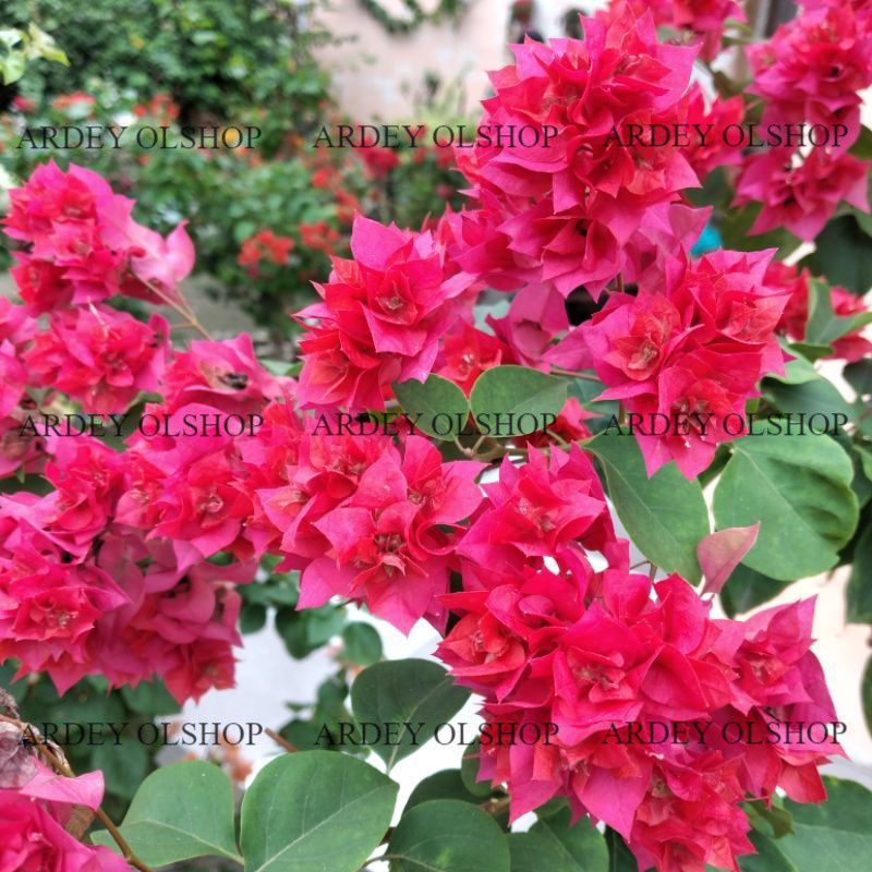 Jual TANAMAN HIAS BUGENVIL BUNGA KERTAS//HAWAI MERAH | Shopee Indonesia