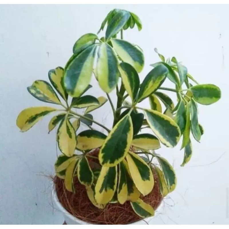 Jual tanaman hias wali songo / tanaman hias indoor / tanaman hias ...