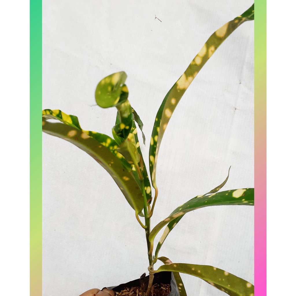 Jual Tanaman hias puring toke | Shopee Indonesia