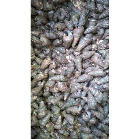 Jual keong nenek/KATANGLO/chaulo/tengkuyung-2kg (hidup dan segar ...