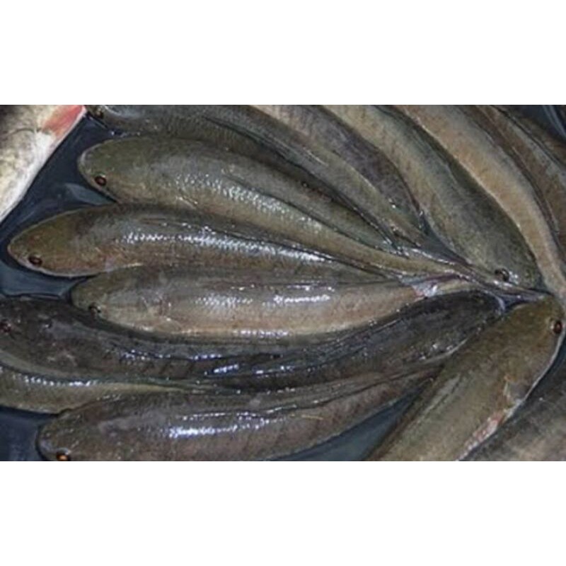 Jual IKAN GABUS PER KG SAYUR SEGAR PALEMBANG | Shopee Indonesia