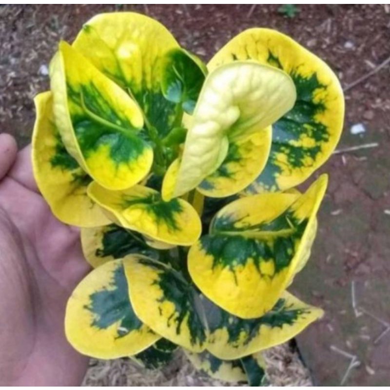 Jual Tanaman hias puring apel andromeda/tanaman puring | Shopee Indonesia
