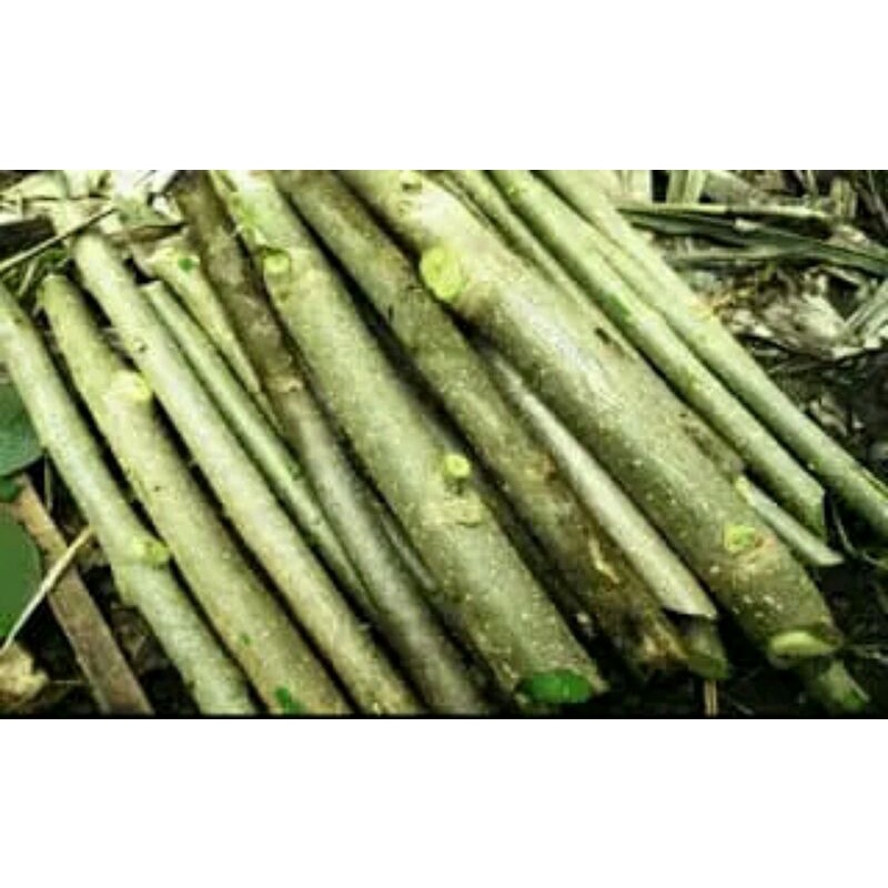 Jual stesk pohon gamal atau dadap cangkring per 1kg | Shopee Indonesia