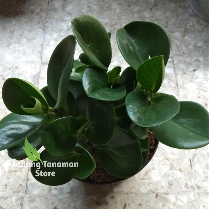 Jual Tanaman Peperomia Hijau Jade plant - Bibit Tanaman Indor Paperomia ...