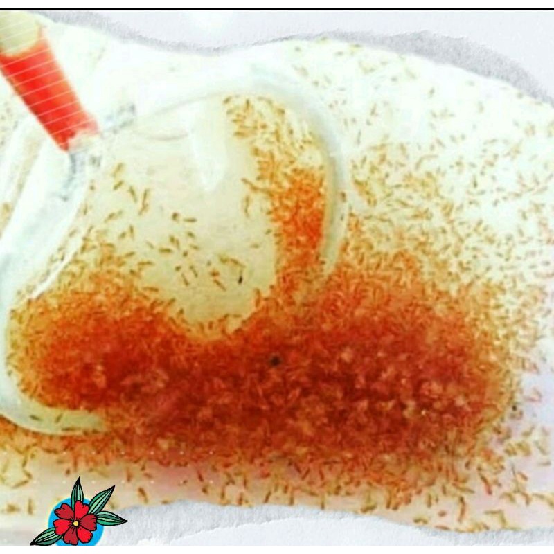 Jual DM DAPHNIA MAGNA ( kutu air raksasa) pakan alami ikan (BACA ...