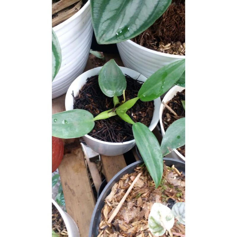 Jual philo katak mini | Shopee Indonesia