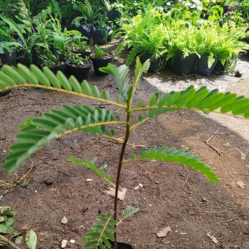 Jual bibit tanaman pohon turi merah tanaman Turi bunga merah | Shopee ...