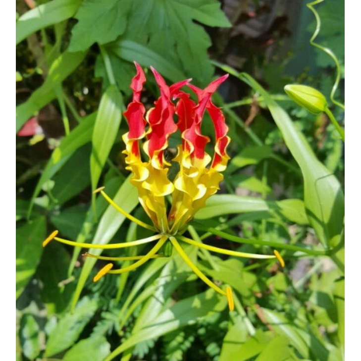 Jual Umbi bunga Sungsang ( Gloriosa superba ) tanaman hias rambat Flame ...