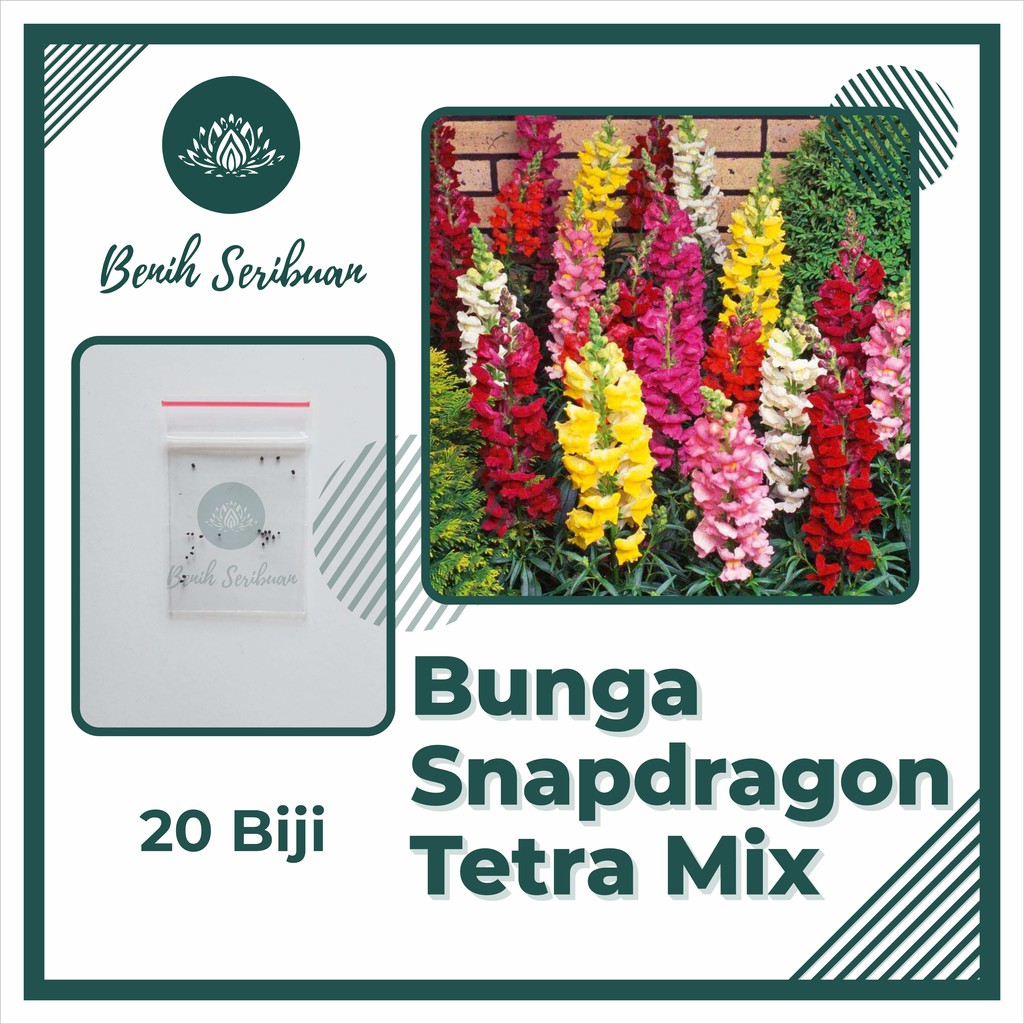 Jual Bibit Bunga : 20 Benih Snapdragon Tetra Mix Warna Tanaman Hias ...