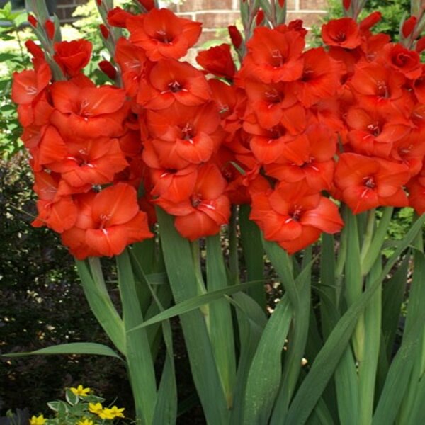 Jual Umbi Gladiol Merah Benih Bibit Biji Tanaman Hias Bunga Gladiolus ...