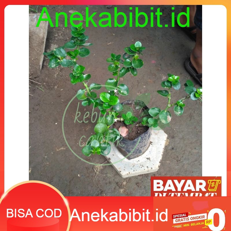 Jual bibit tanaman bunga rukem (COD) (BISACOD) | Shopee Indonesia