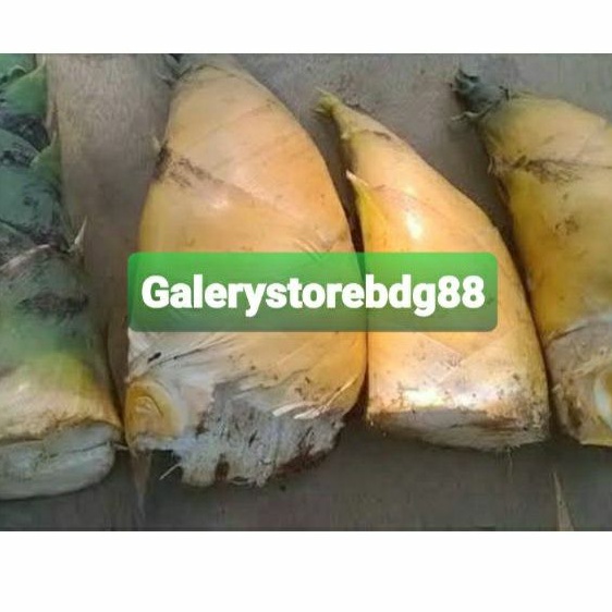 Jual Rebung bambu kuning 1 kg segar | Shopee Indonesia
