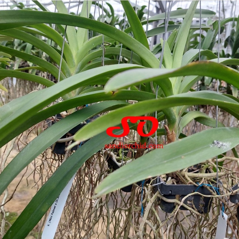 Jual Vanda Mimi Palmer x Dr Anek DEWASA | Shopee Indonesia