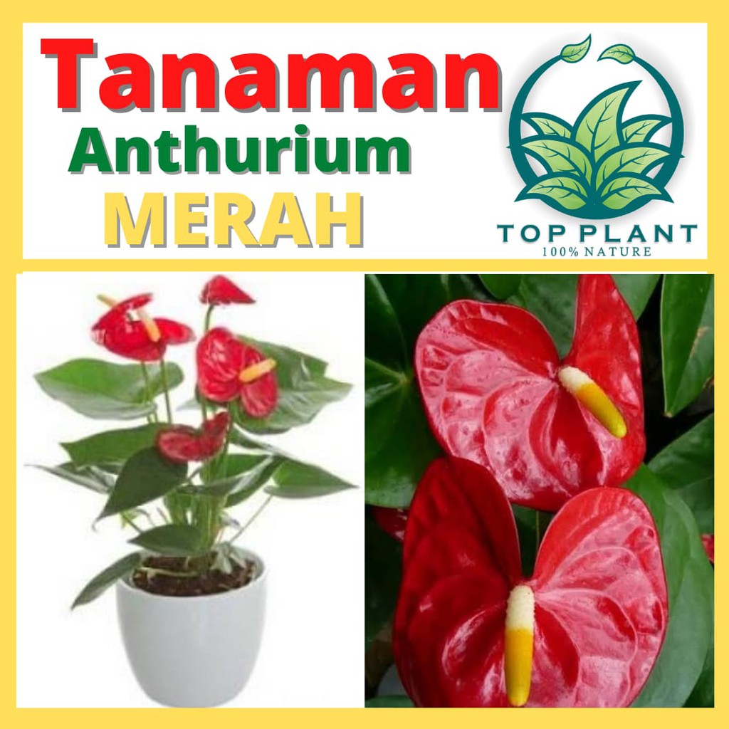 Jual Tanaman Bunga Anthurium Merah - Anturium Bangkok | Shopee Indonesia