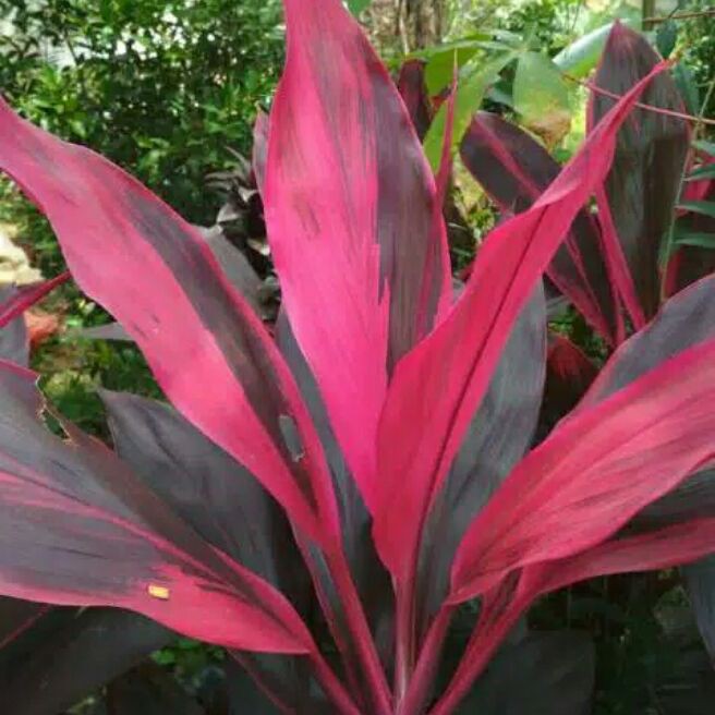 Jual tanaman hias hanjuang merah/tanaman hias andong merah_pohon Indoor ...