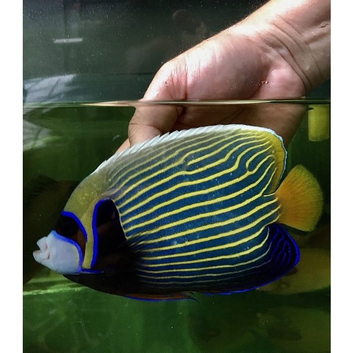 Jual angel batman / emperor angelfish size L (SUDAH MAKAN PELET ...