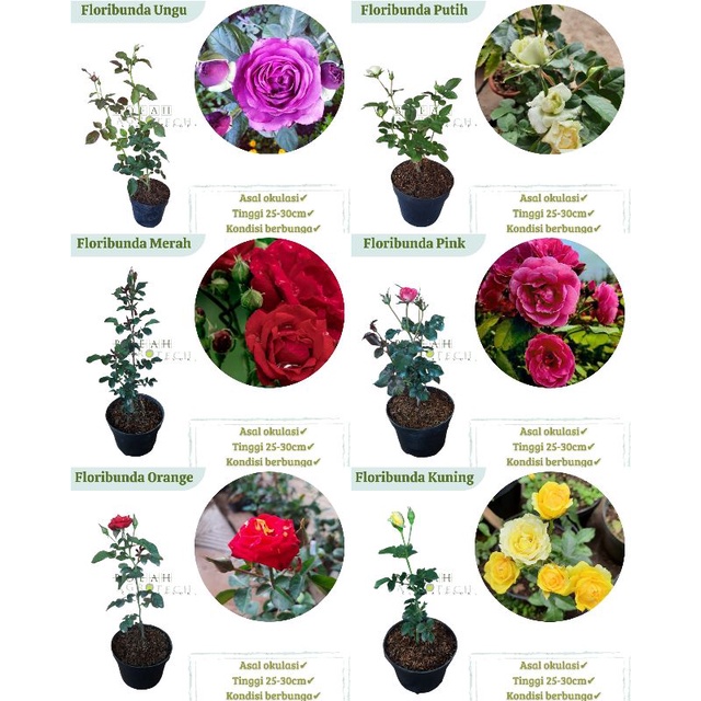 Jual Bibit Tanaman Bunga Mawar Floribunda Kondisi Berbunga Cantik Ecer ...