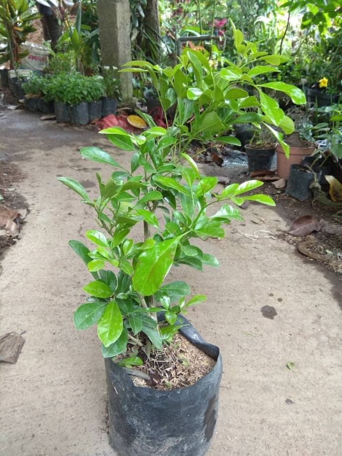 Jual Tanaman Pacar Cina | Shopee Indonesia