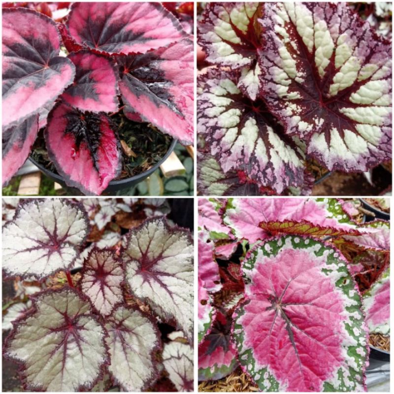 Jual paket 4 jenis begonia | Shopee Indonesia