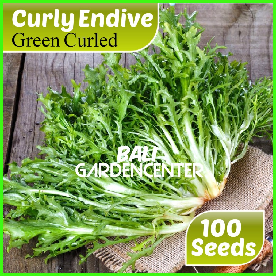 Jual Isi 100 Benih Biji Selada Curly Endive - Green Curled | Shopee Indonesia