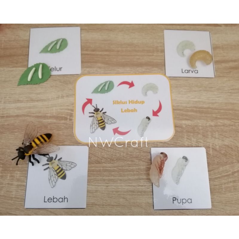 Jual [NWCraft] Mainan Edukasi Life Cycle Siklus Hidup Tumbuhan Katak ...