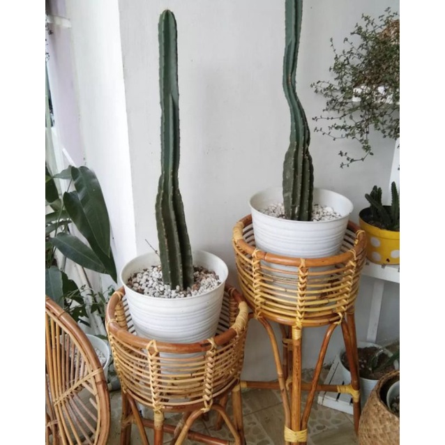 Jual Standing pot rotan tanaman 60cm | Shopee Indonesia