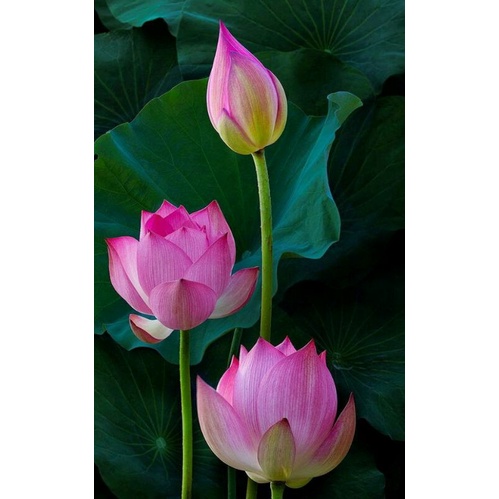 Jual bibit bunga teratai lotus | Shopee Indonesia