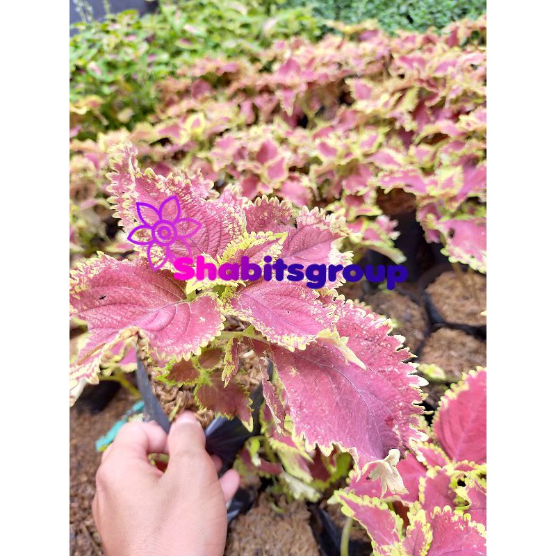 Jual Tanaman hias miana merah coleus - tanaman miana merah bata ...