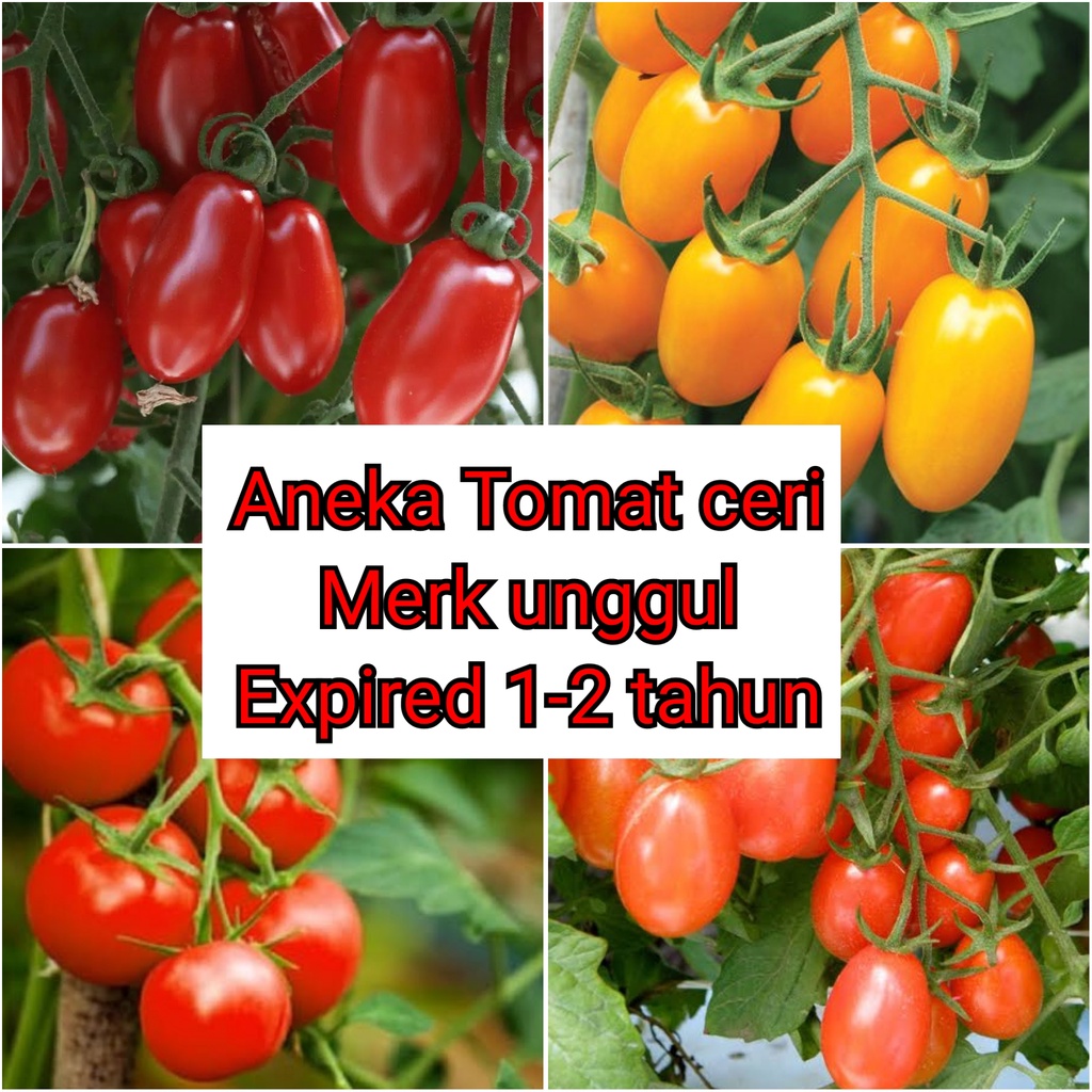Jual TERBANYAK Benih Tomat Cherry Merah Kuning Bibit Ceri Known You ...