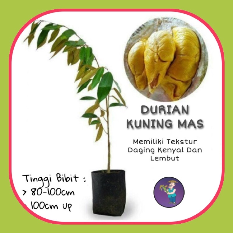 Jual (Ukuran Tinggi 1m) Bibit Durian Kuning Mas Durian Dengan Cita Rasa ...