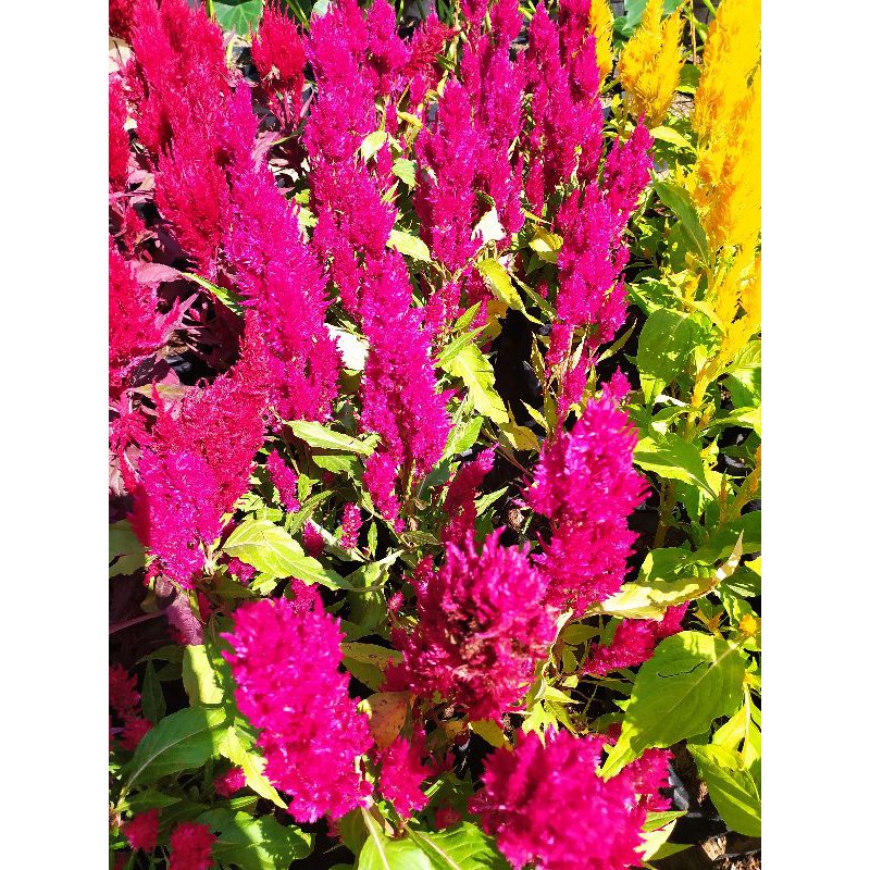 Jual hankam/bunga kembang api | Shopee Indonesia