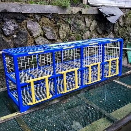 Jual DONDANG MERPATI UKURAN JUMBO FULL KAYU JATI/SANGKRIP | Shopee ...