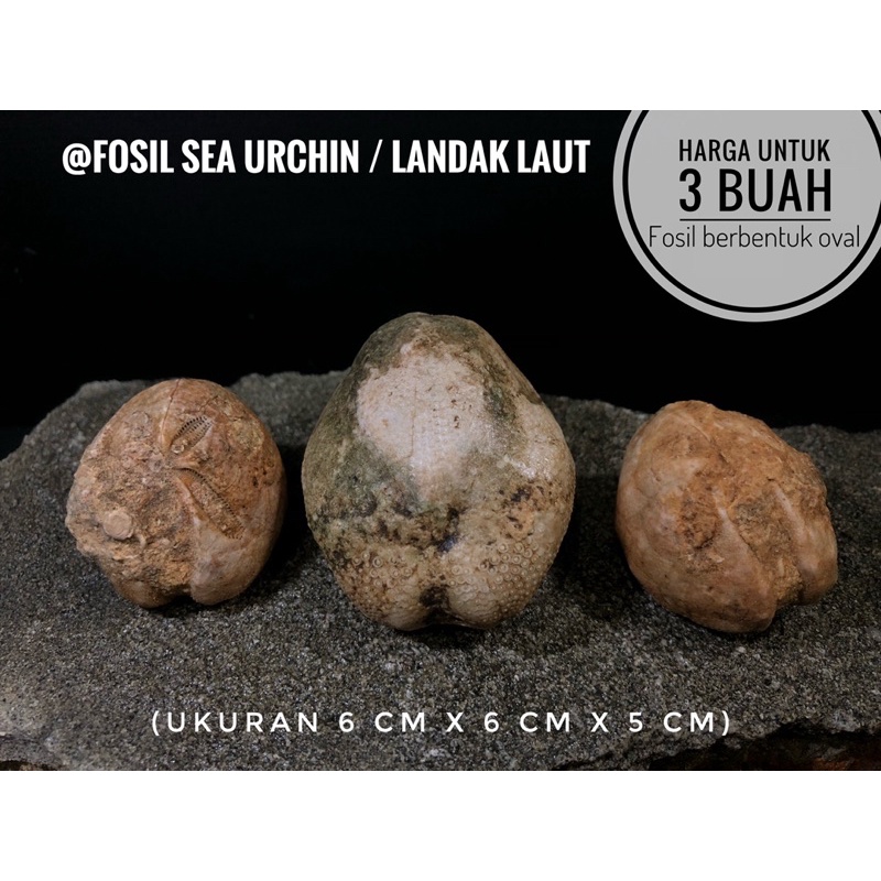 Jual Fosil bintang laut B15 atau fosil landak laut atau fosil bulu babi ...