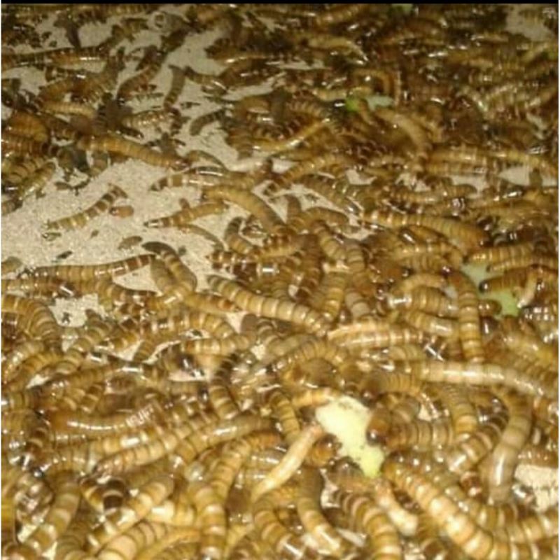 Jual ULET JERMAN HIDUP - PAKAN ARWANA 1ons, 1/2 kg, 1kg | Shopee Indonesia