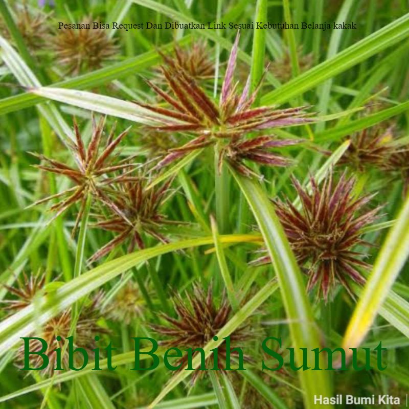 Jual Tanaman Rumput Teki Cyperus rotundus Tanaman Herbal Dianggap Gulma ...
